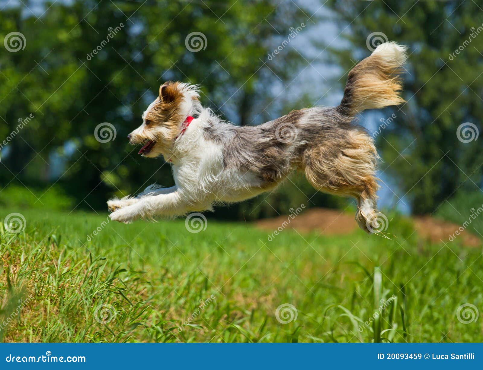 Jumping dog stock image. Image of friendly, grass, active - 20093459