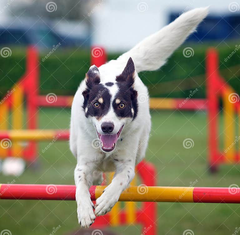 Jumping Dog stock image. Image of domestic, group, fast - 24489087