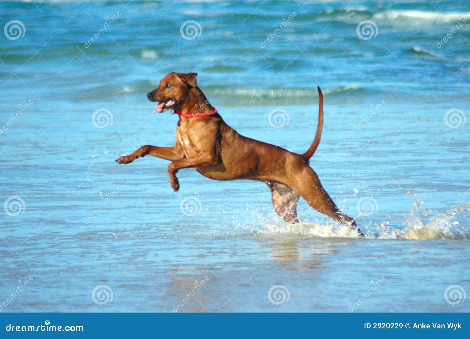 Jumping dog stock image. Image of africa, health, face - 2920229