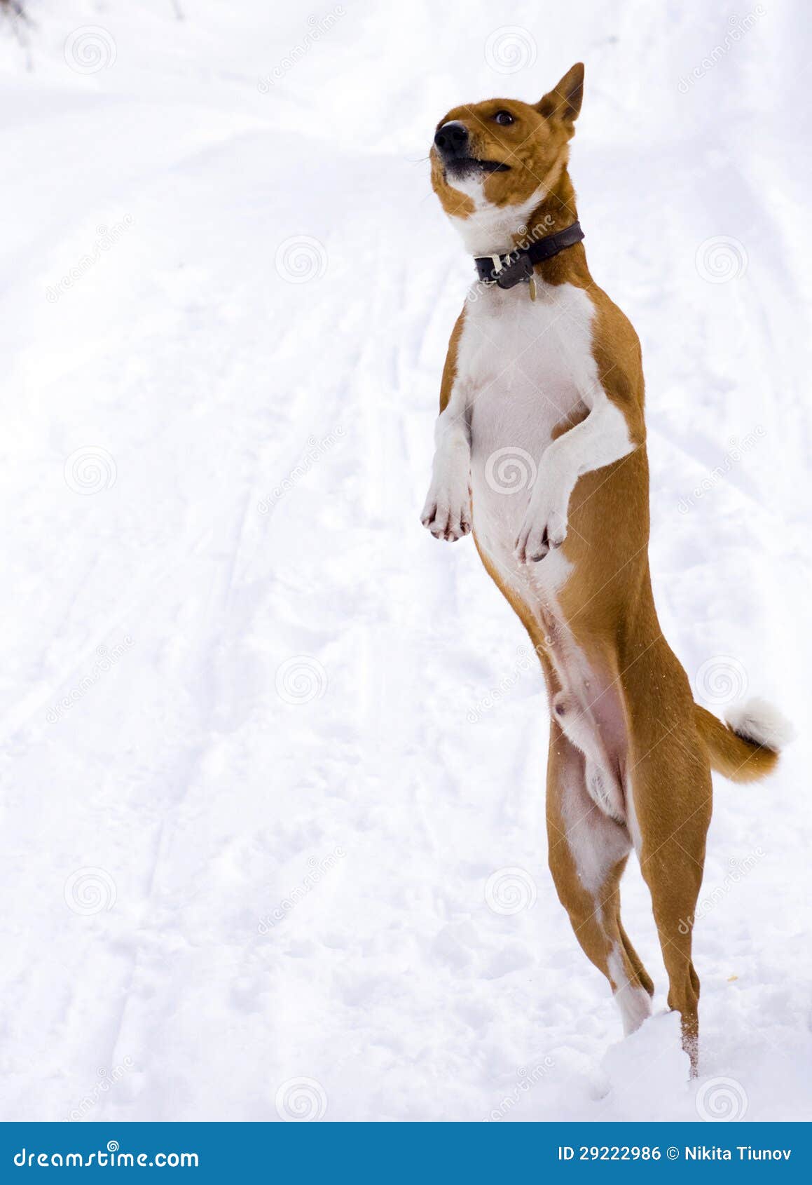 Jumping dog stock photo. Image of playful, mammals, looking - 29222986