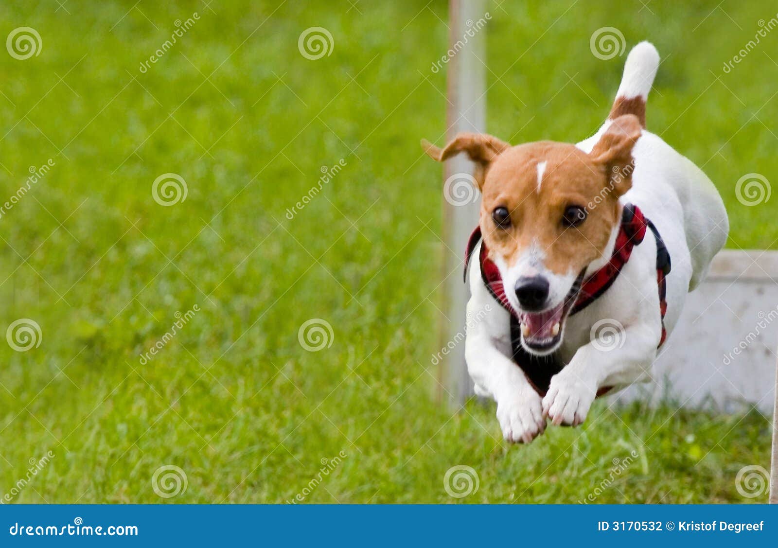 Jumping dog stock photo. Image of jackrussel, hunt, happy - 3170532
