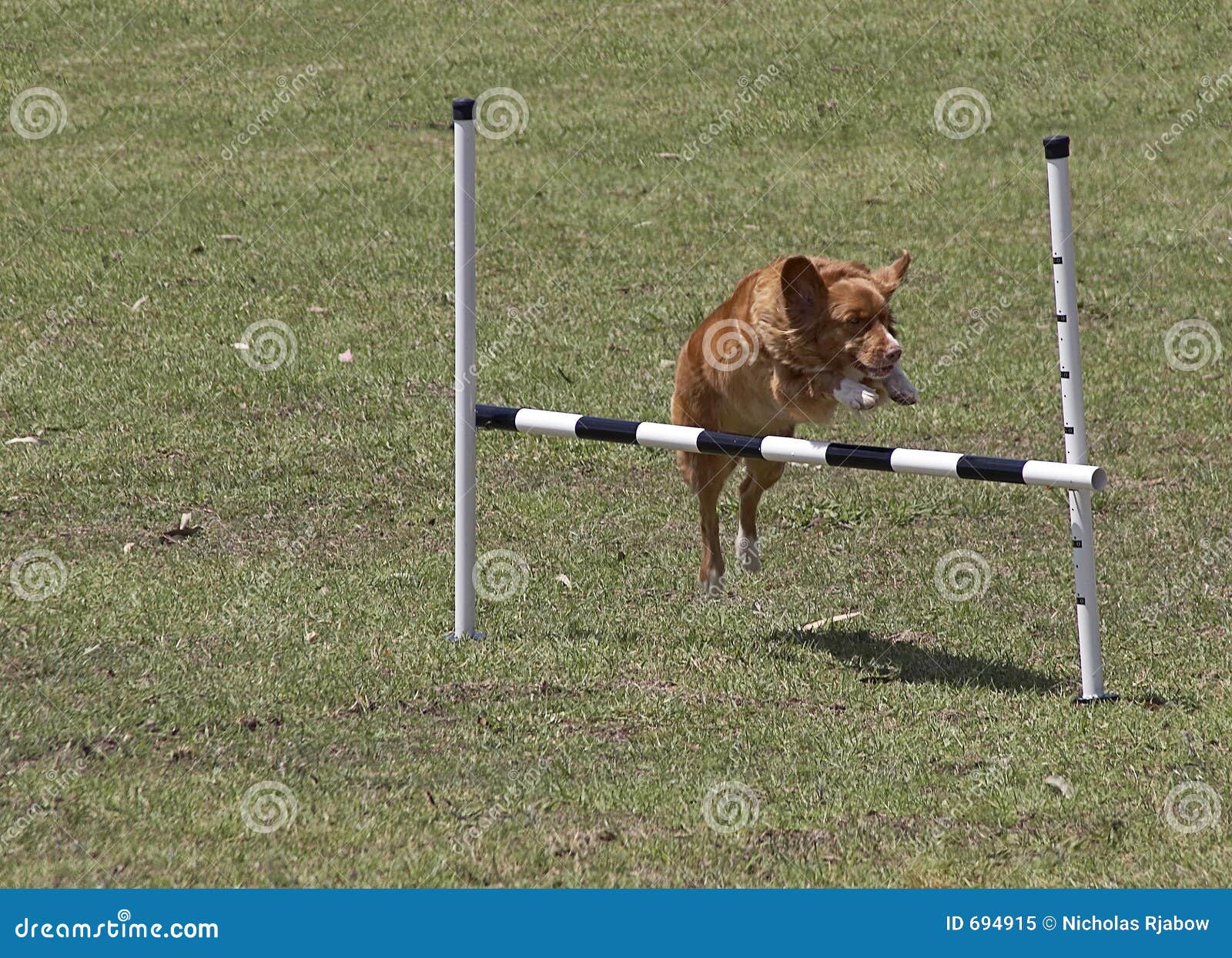 Jumping Dog stock image. Image of canine, sport, leap, high - 694915