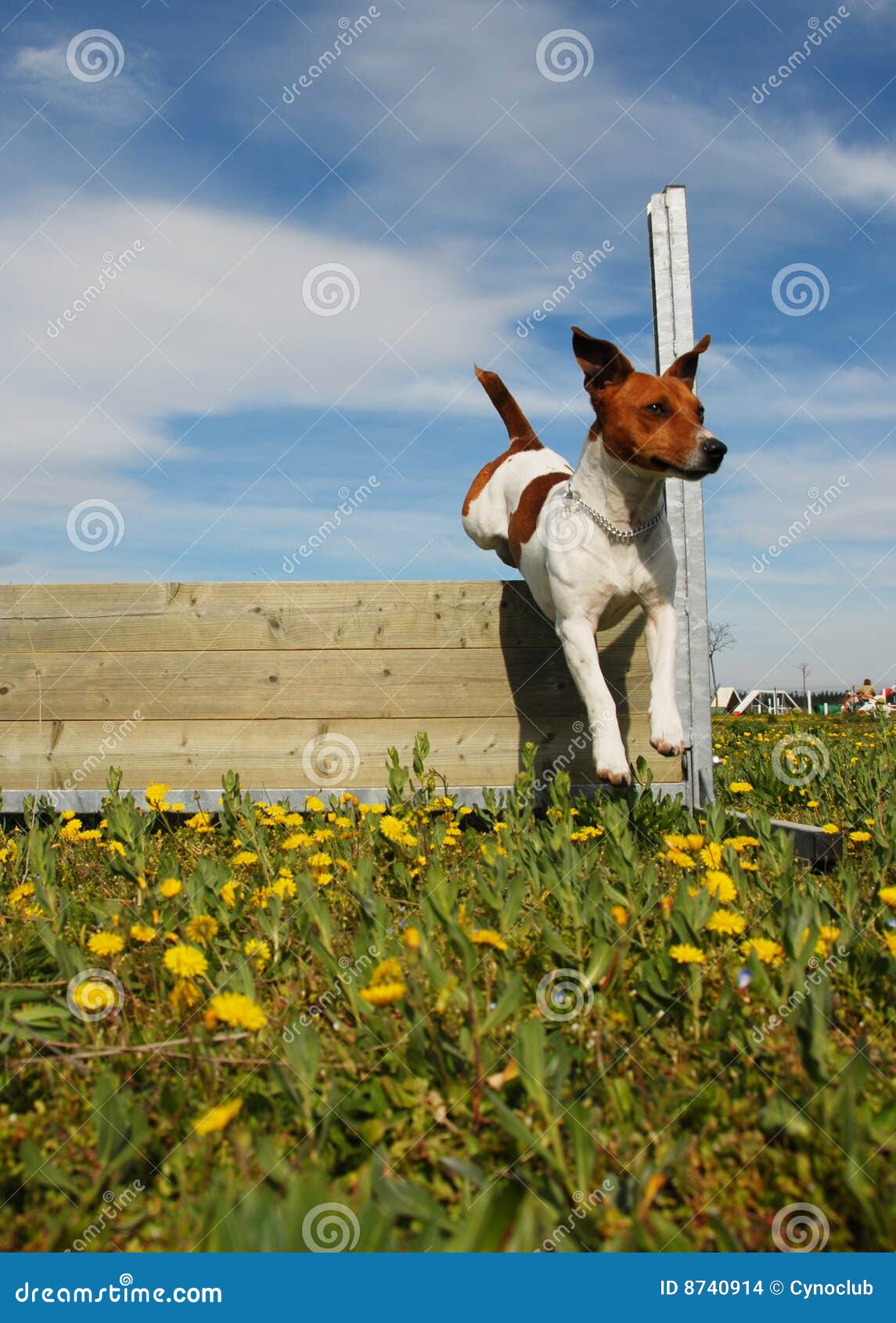 Jumping dog stock photo. Image of cute, sport, purebred - 8740914