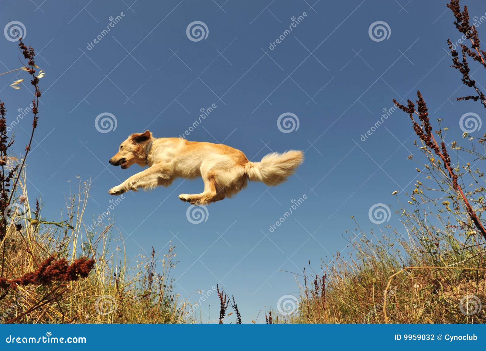 Jumping dog stock photo. Image of training, nature, pedigree - 9959032