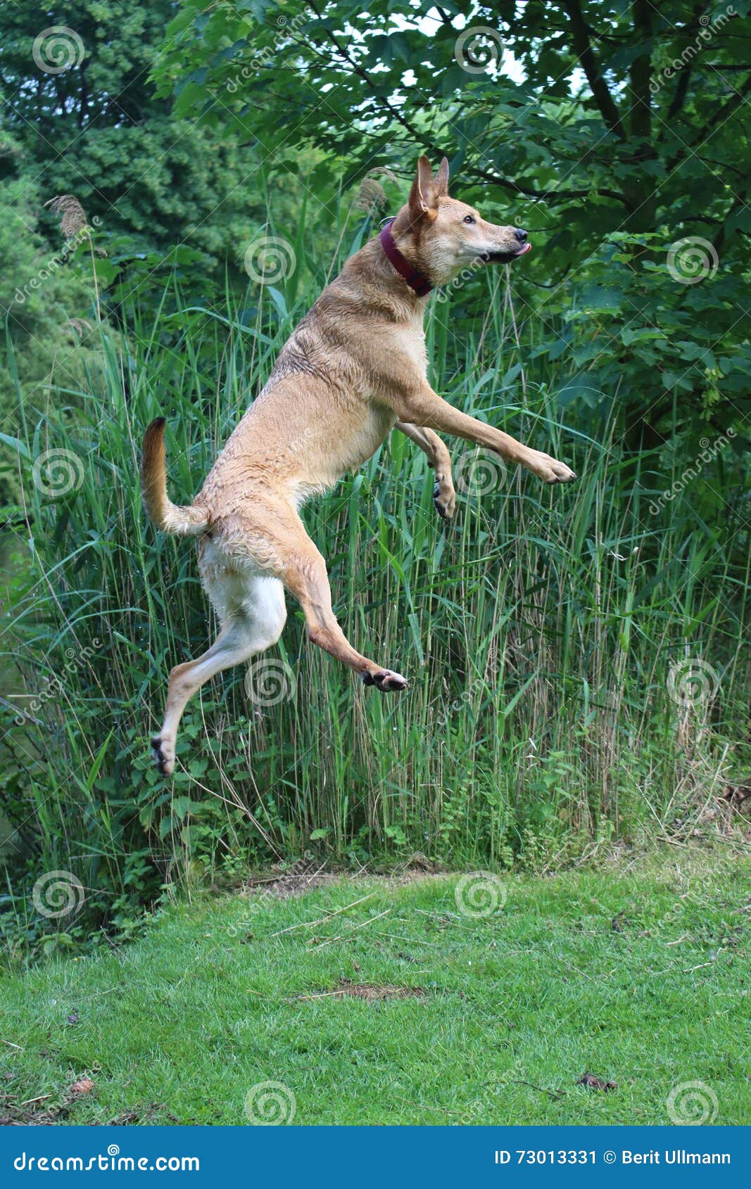 Jumping dog stock image. Image of motion, green, animal - 73013331