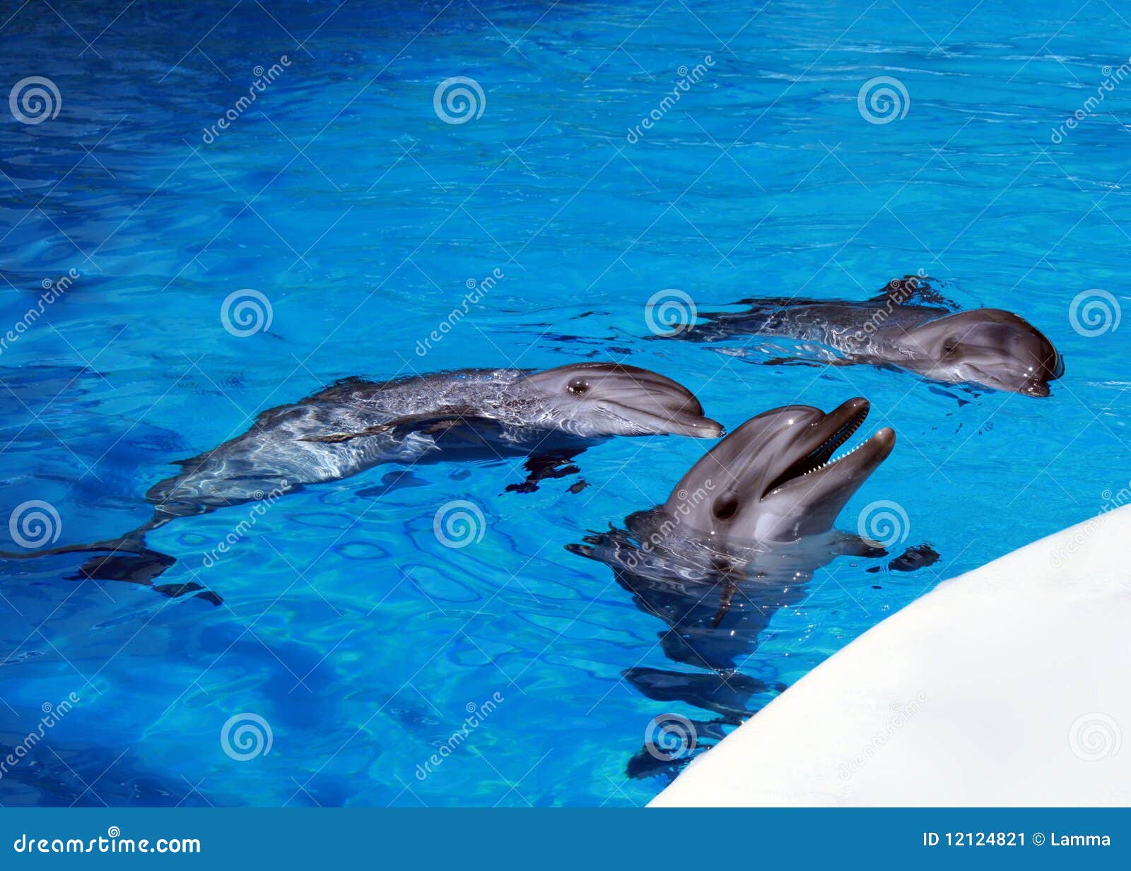 Dolphins in the pool stock image. Image of happy, blue - 12124821