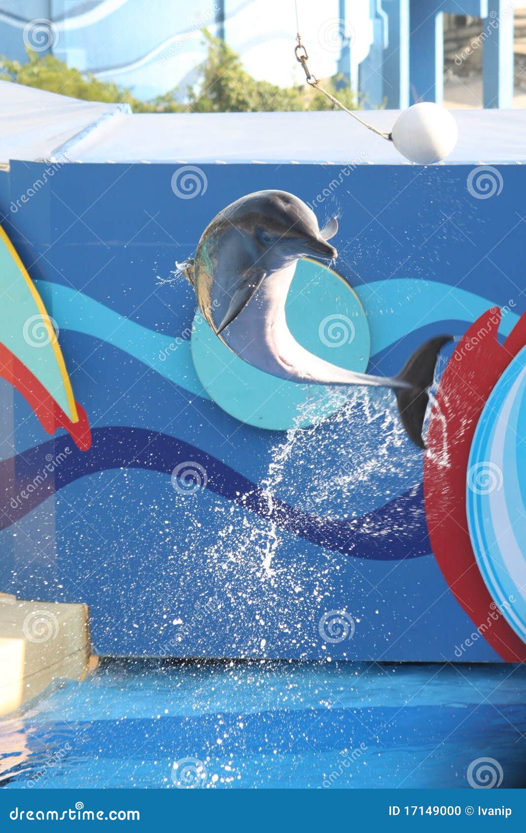 Jumping Dolphin stock photo. Image of kong, breaches - 17149000