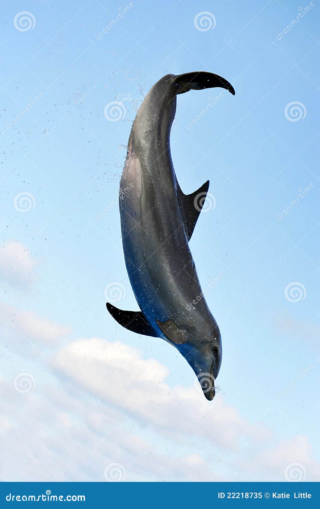 Jumping Dolphin stock image. Image of creature, jumping - 22218735