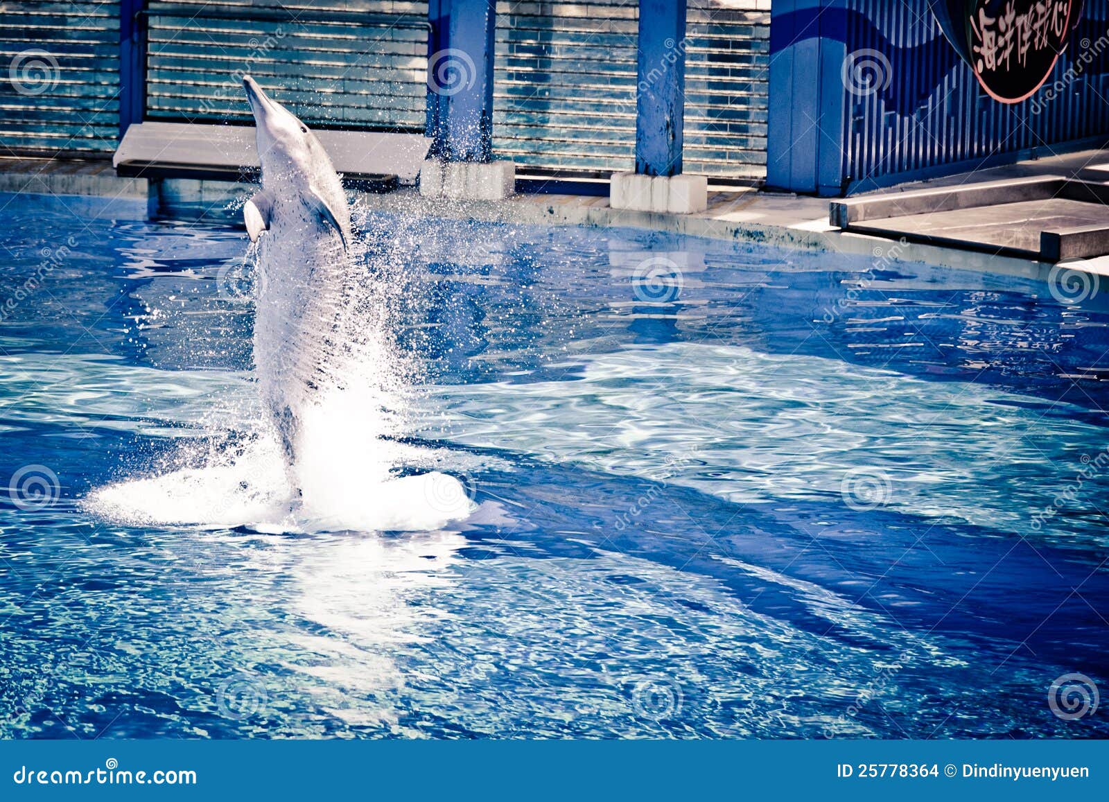 Jumping Dolphin stock photo. Image of dolphin, animals - 25778364