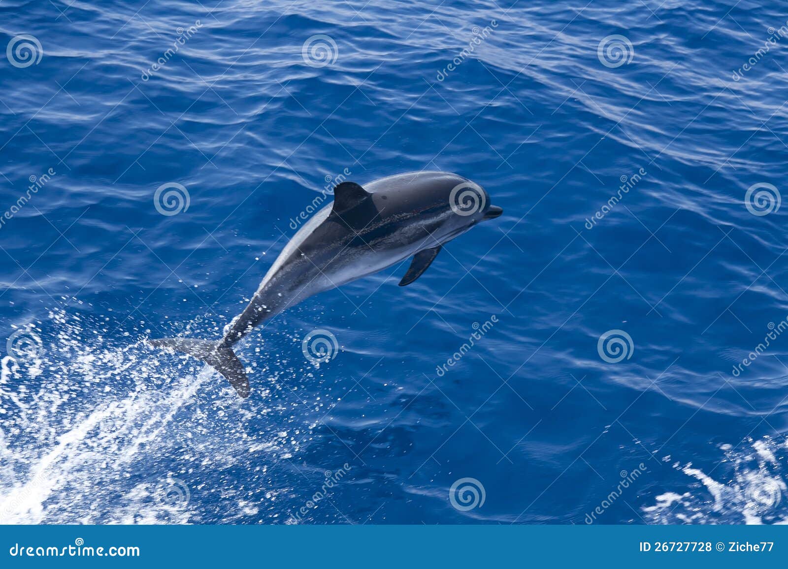 Jumping Dolphin Royalty-Free Stock Image | CartoonDealer.com #10351840