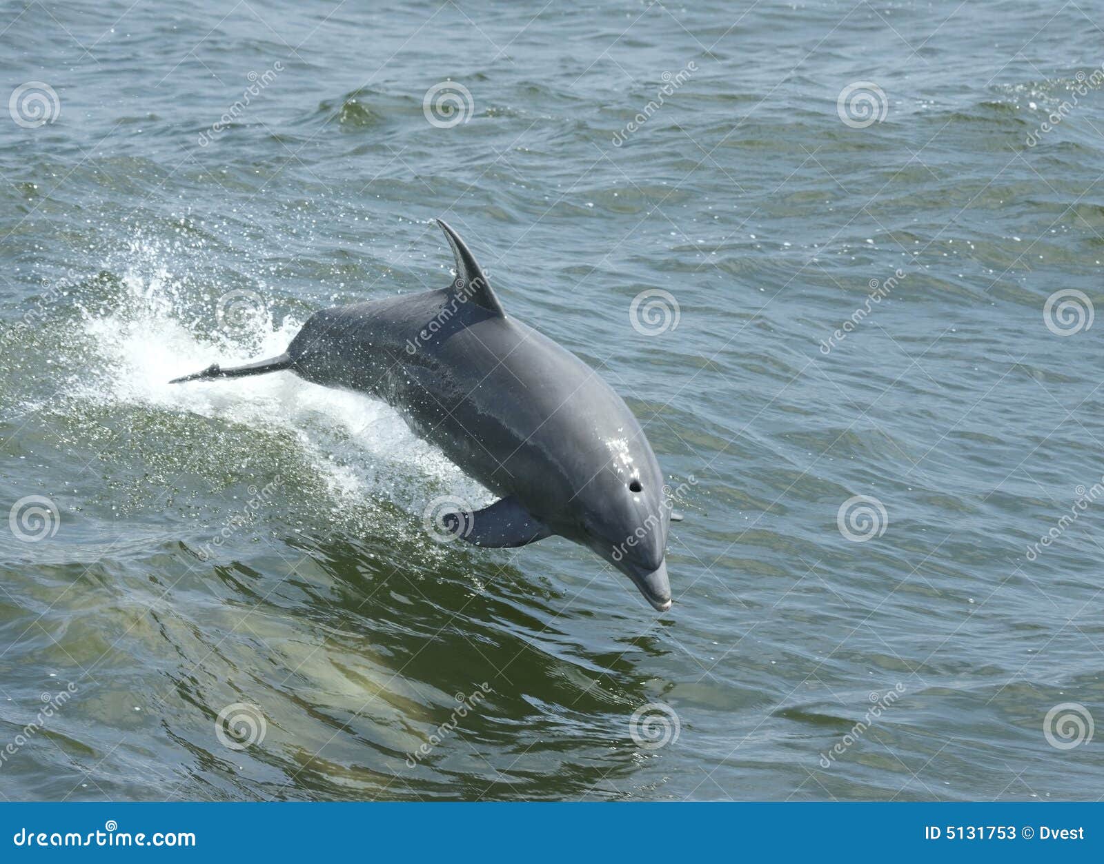 Jumping Dolphin stock image. Image of wildlife, intelligent - 5131753