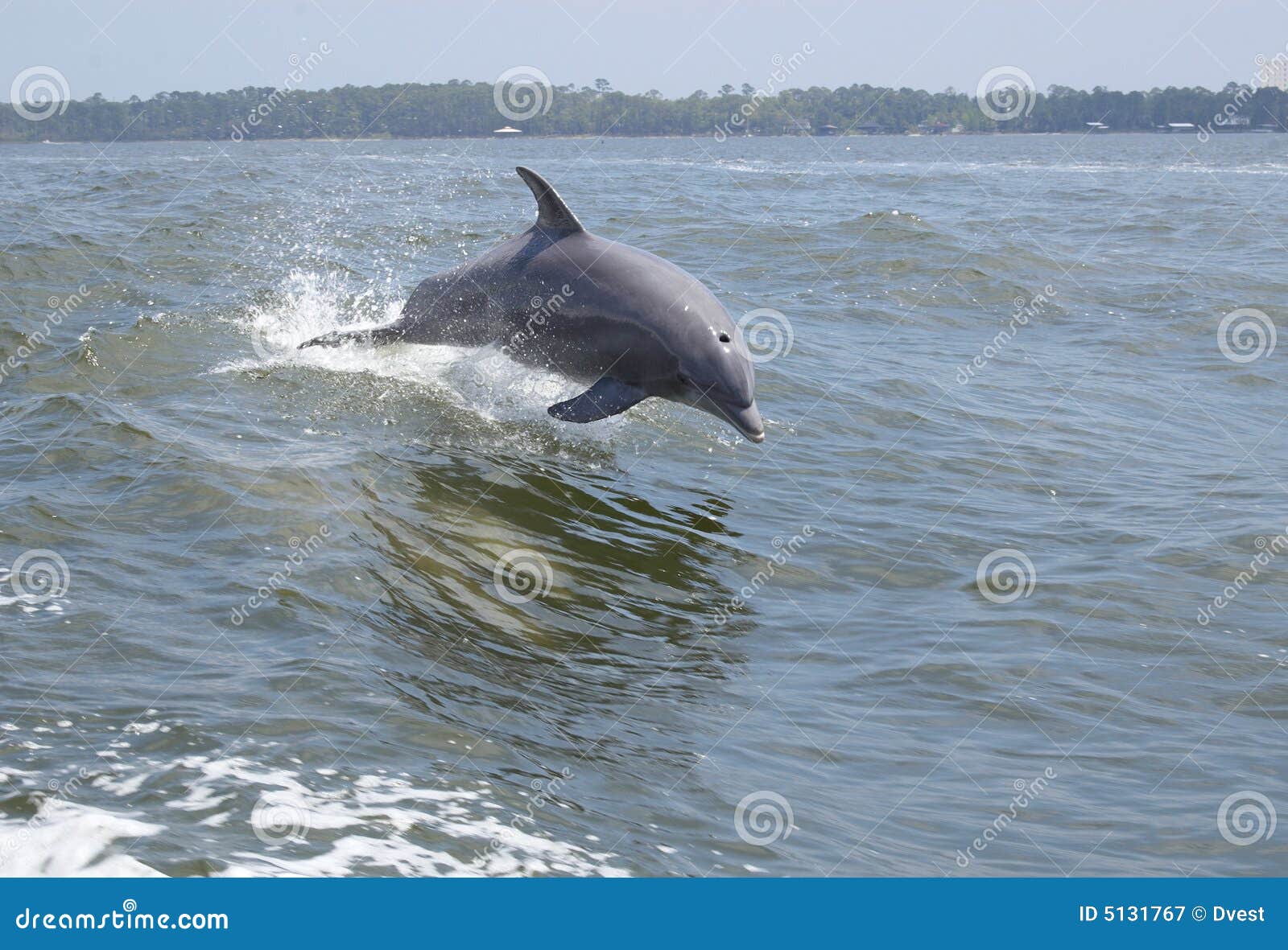 Jumping Dolphin stock image. Image of gray, creature, energy - 5131767