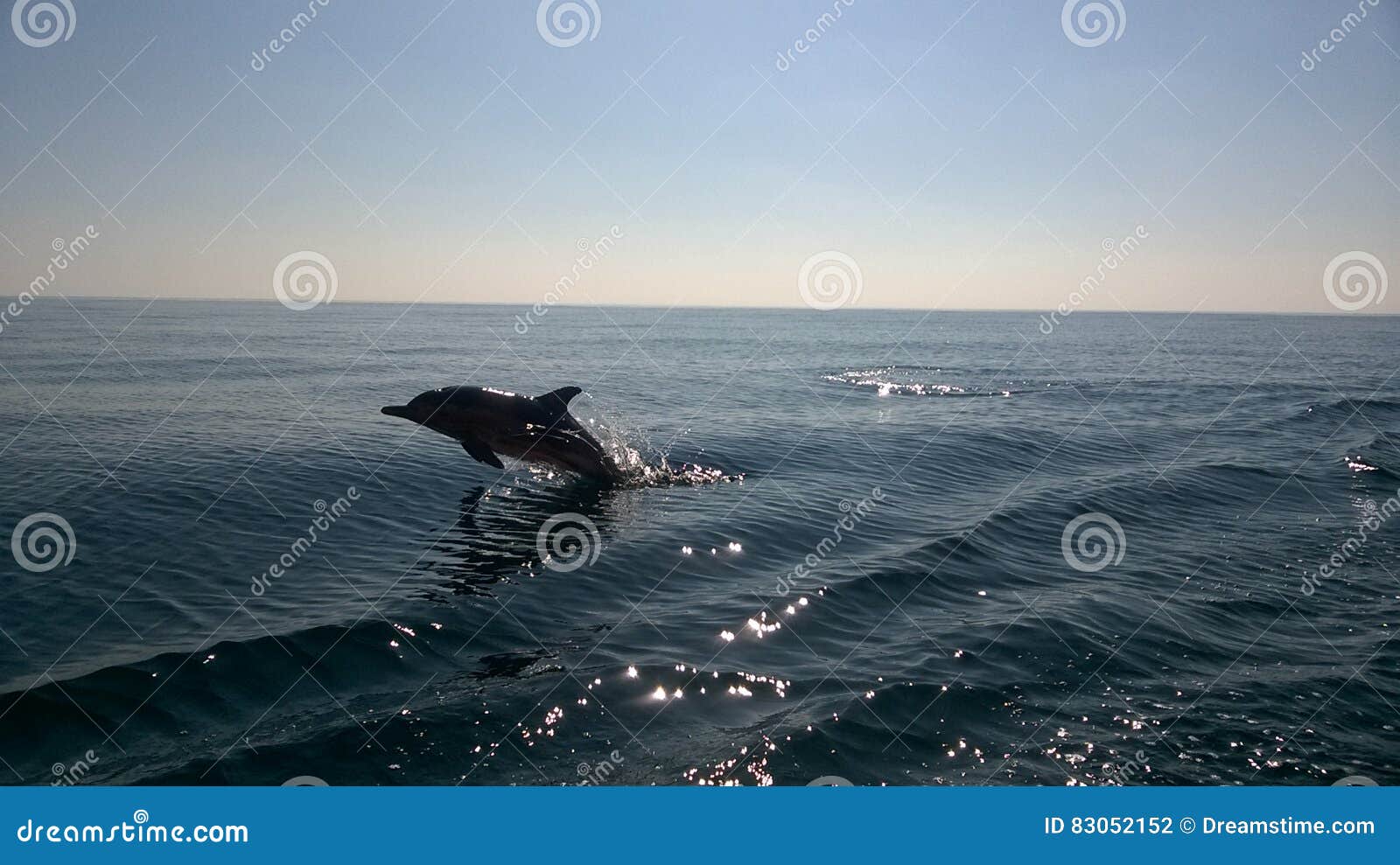 Jumping dolphin stock photo. Image of blue, surface, black - 83052152