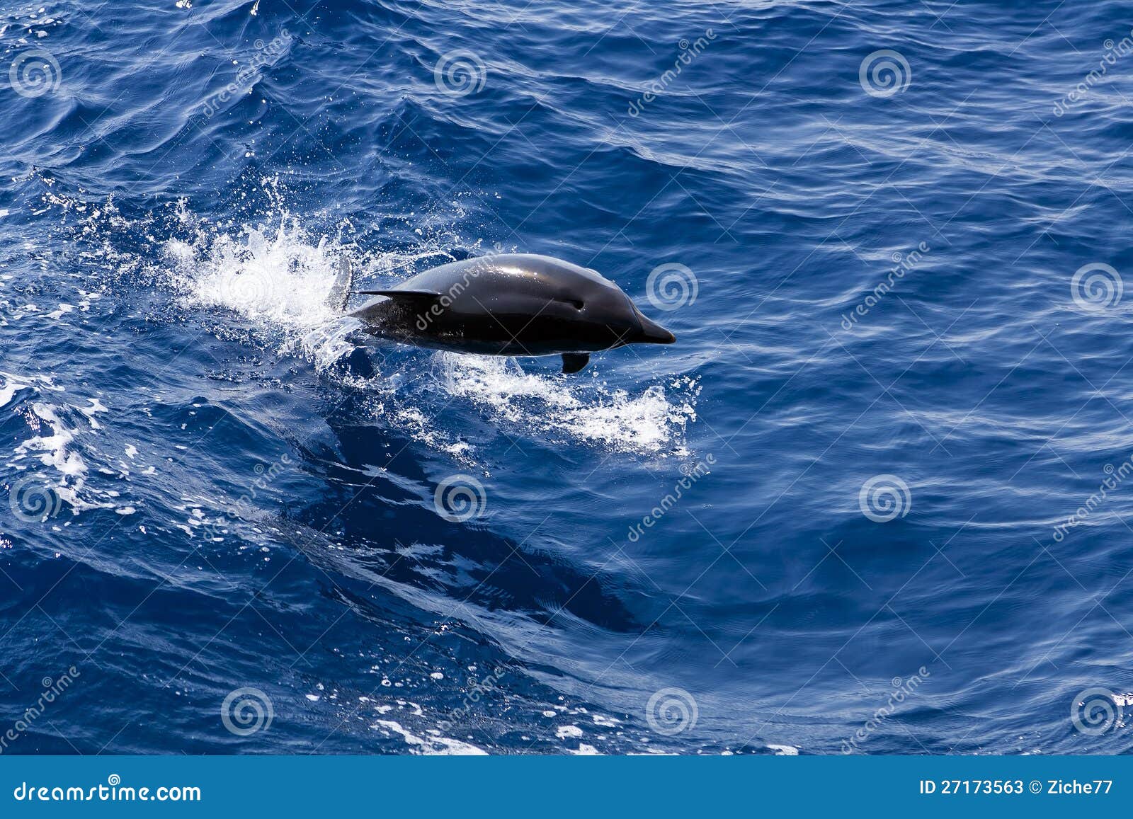 Jumping Dolphin in the Deep Blue Sea Stock Image - Image of fast, cute ...