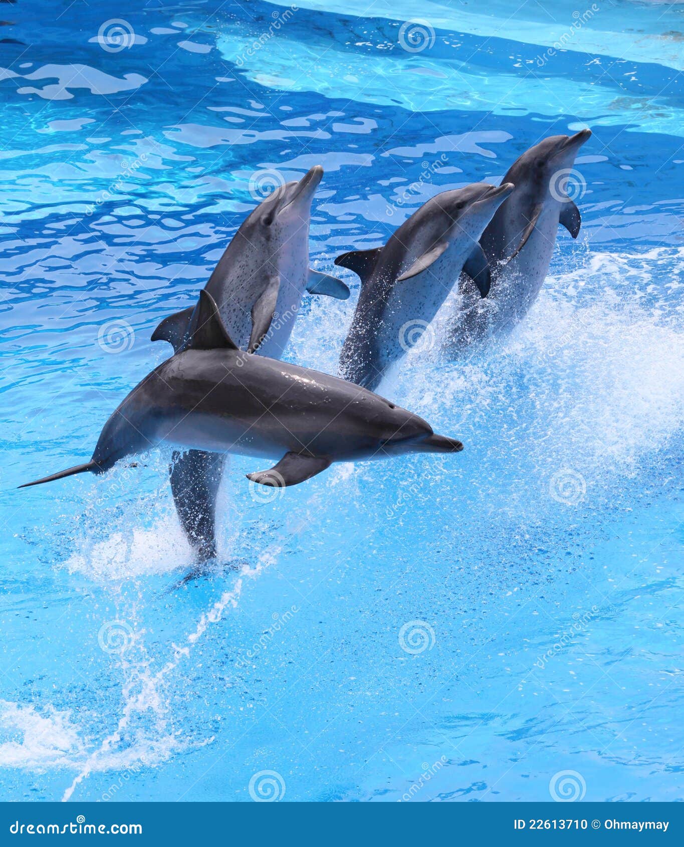 Jumping dolphins stock photo. Image of leap, action, lovely - 22613710