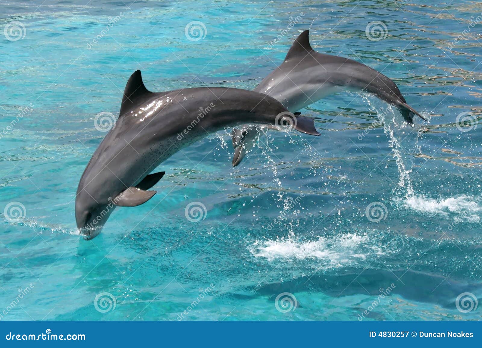 Jumping Dolphins stock image. Image of dolphin, pool, spots - 4830257