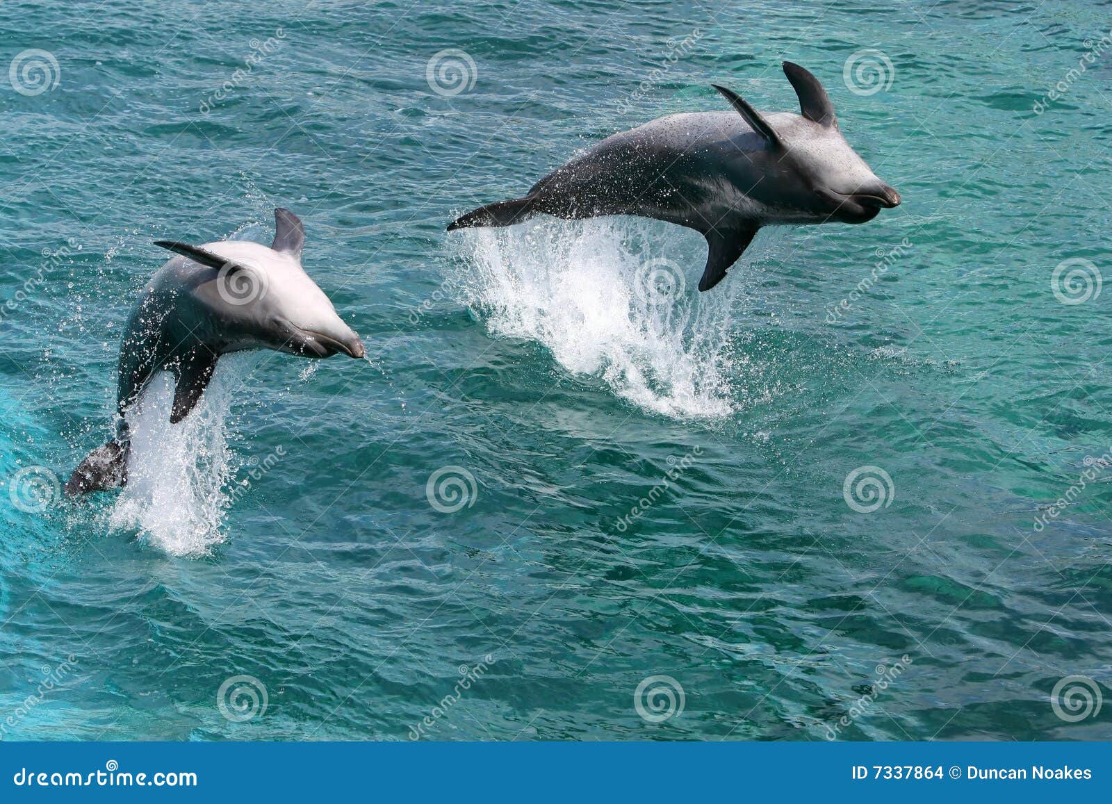 Jumping Dolphins stock photo. Image of play, creature - 7337864