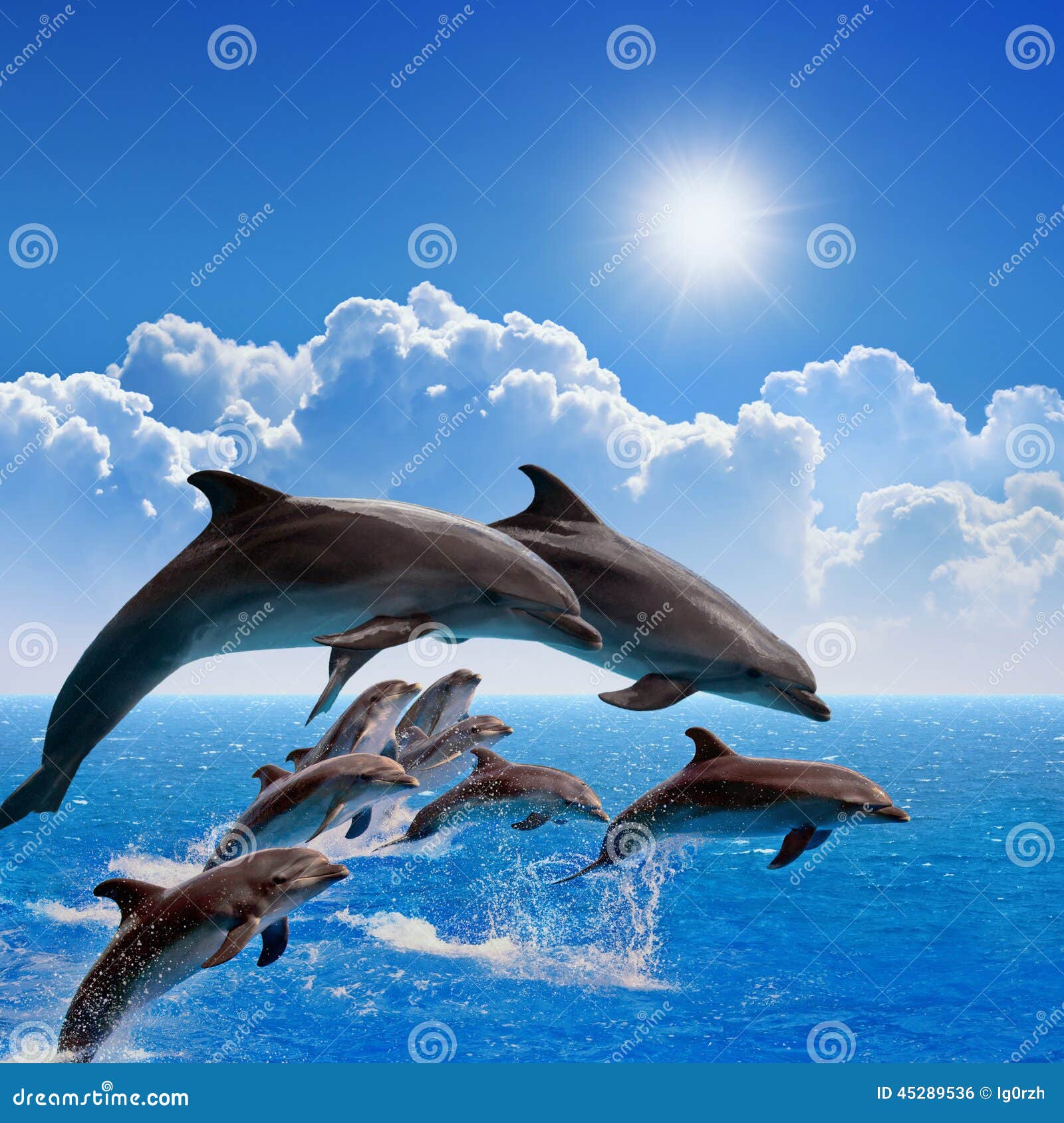 Jumping dolphins stock photo. Image of wild, dolphin - 45289536