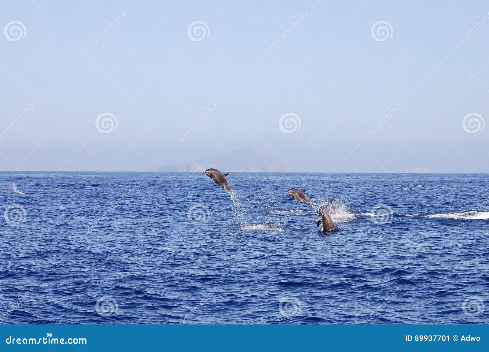 Jumping Dolphins - Galapagos - Ecuador Stock Image - Image of tropical ...