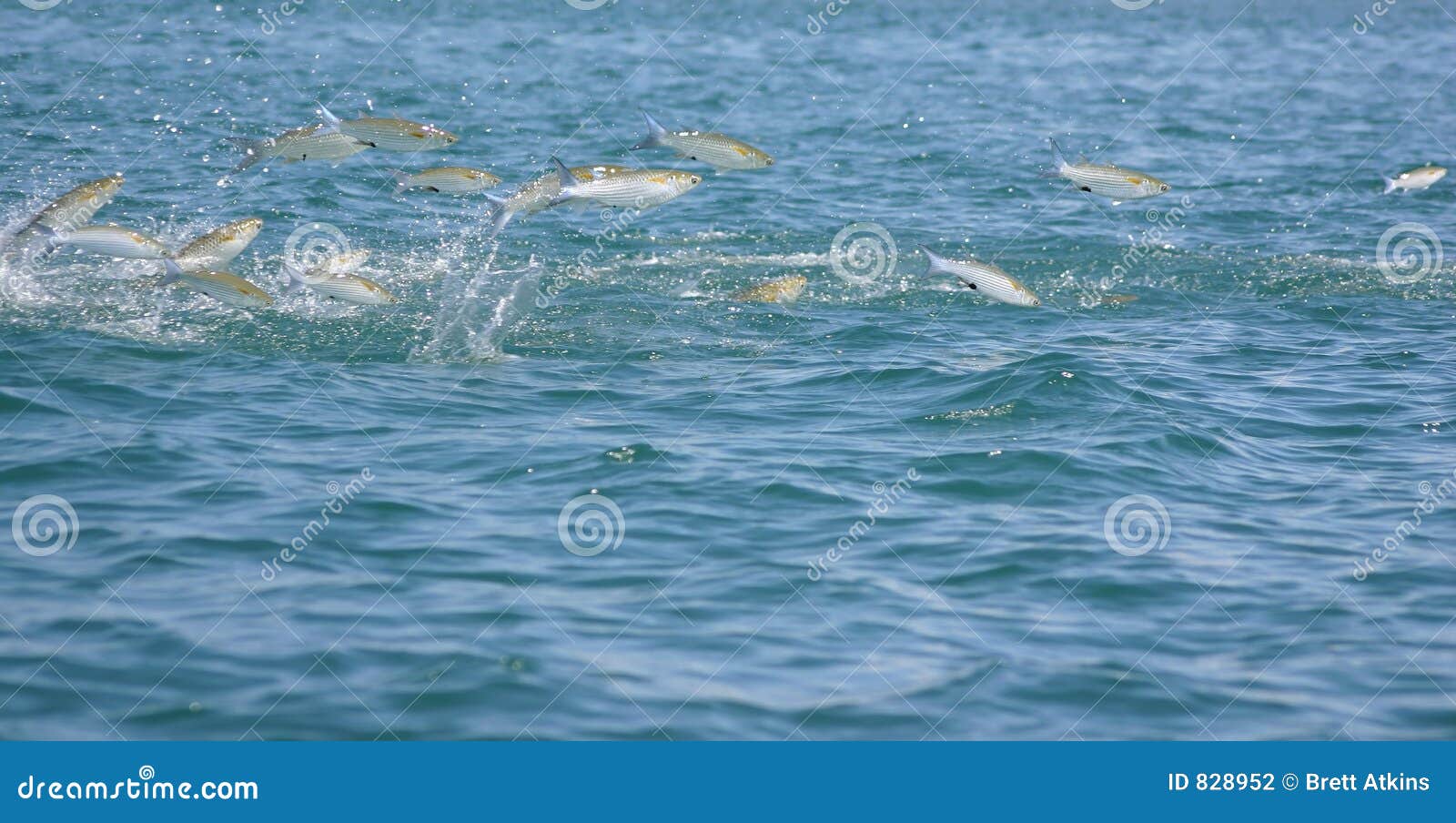 Jumping fish stock photo. Image of race, school, escape - 828952