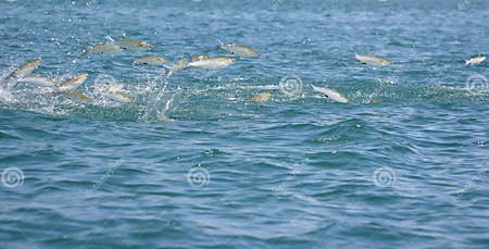 Jumping fish stock photo. Image of race, school, escape - 828952