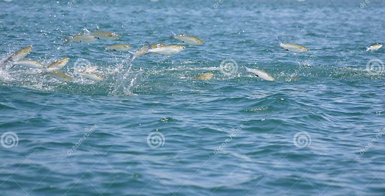 Jumping fish stock photo. Image of race, school, escape - 828952