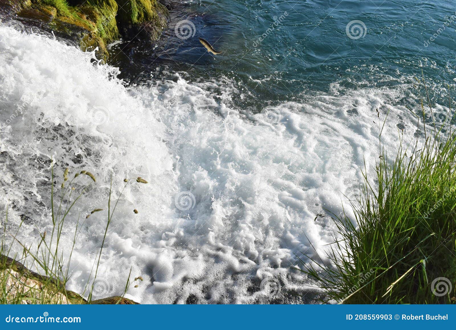 Jumping Fish at the Rhine Falls in Switzerland 20.5.2020 Stock Image ...