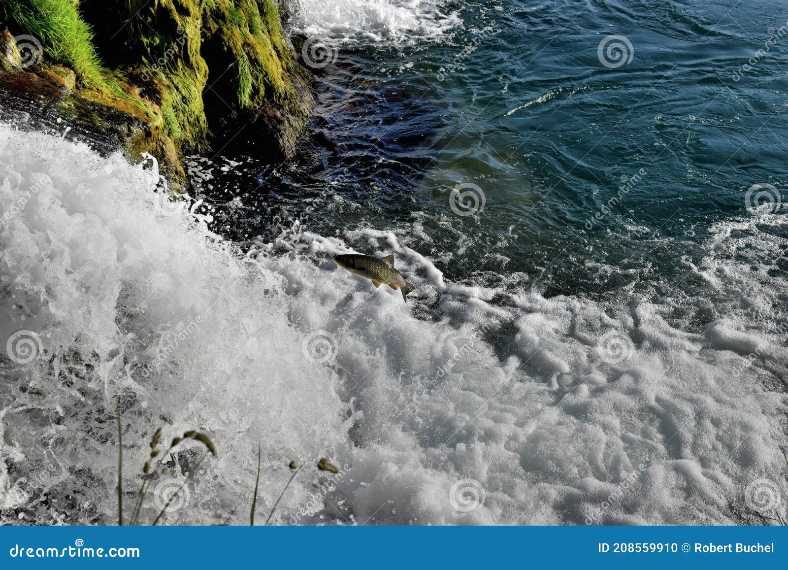 Jumping Fish at the Rhine Falls in Switzerland 20.5.2020 Stock Photo ...