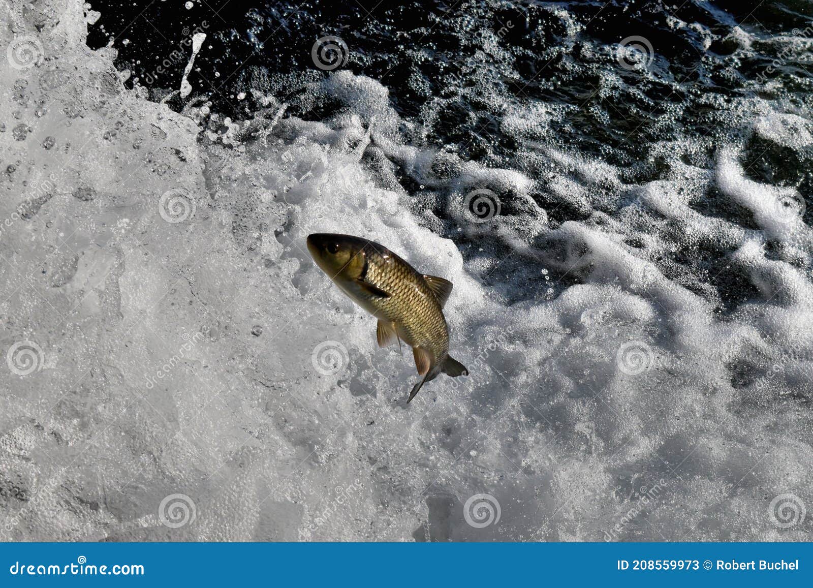 Jumping Fish at the Rhine Falls in Switzerland 20.5.2020 Stock Image ...