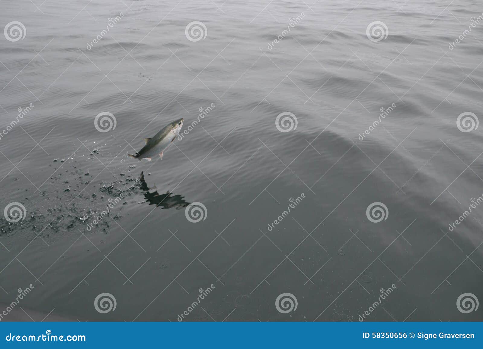 Jumping fish stock photo. Image of marine, jumping, fish - 58350656