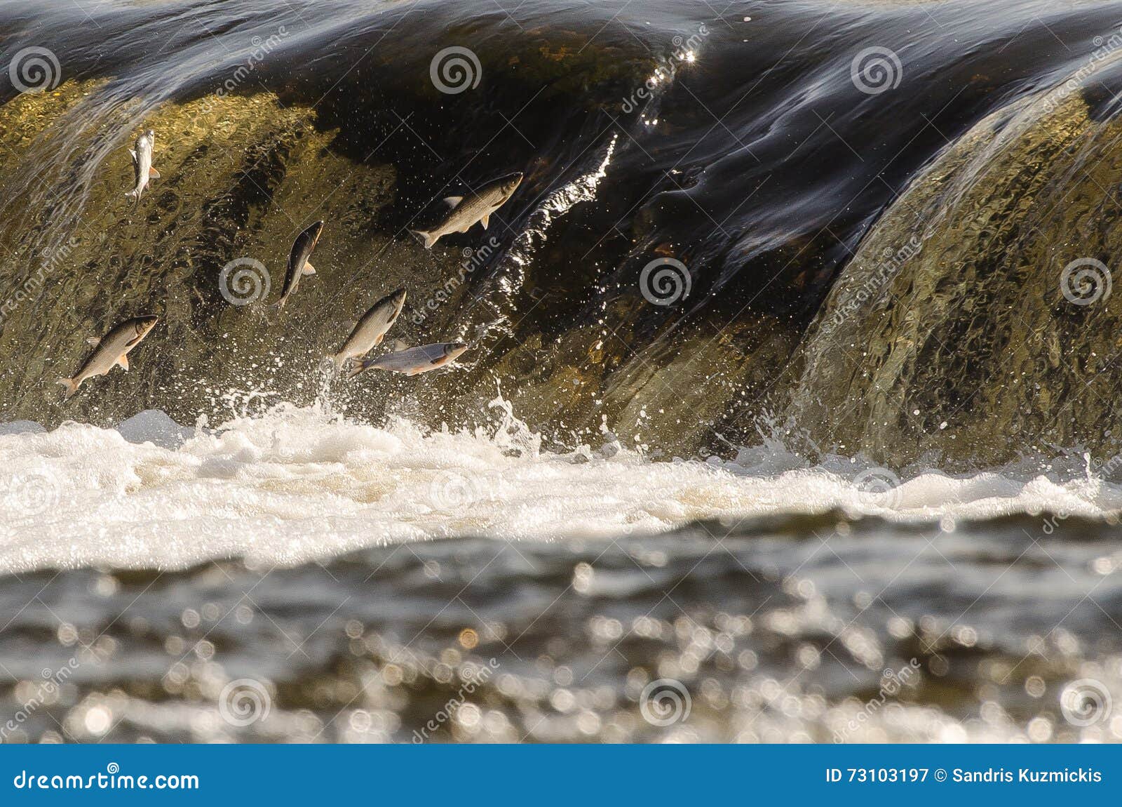 Jumping fishes stock image. Image of splashing, fish - 73103197