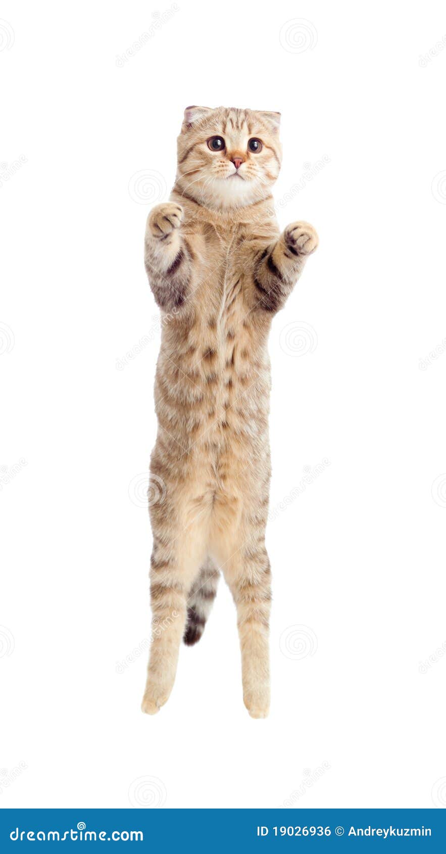 Jumping Flying Kitten or Cat Striped Isolated Stock Photo - Image of ...