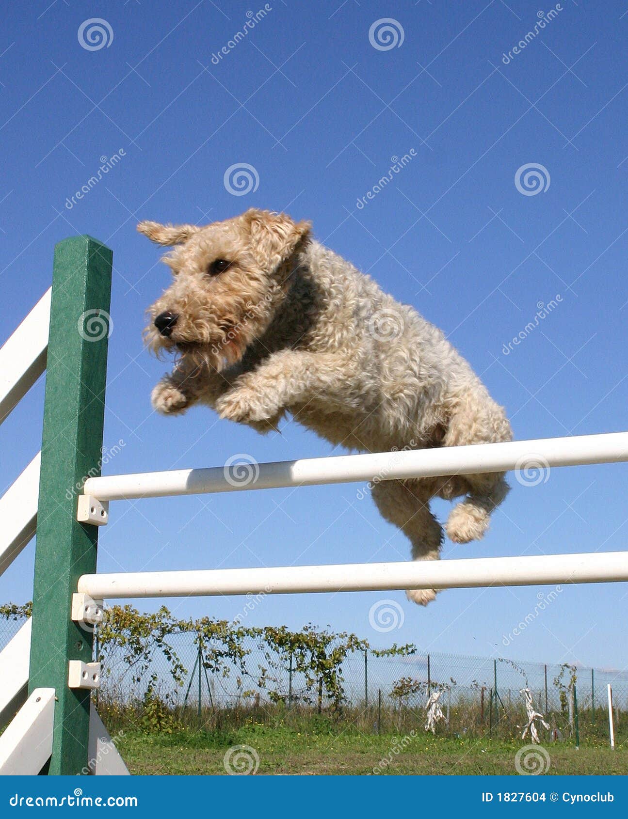 Jumping fox terrier stock photo. Image of terrier, cute - 1827604
