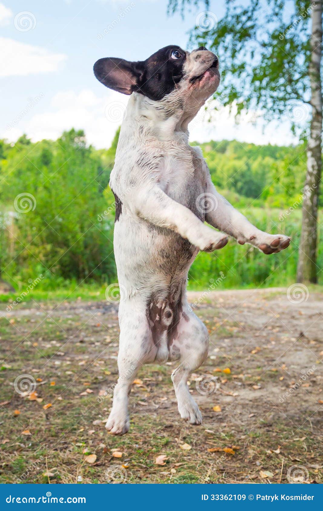 Jumping french bulldog stock image. Image of funny, branch - 33362109