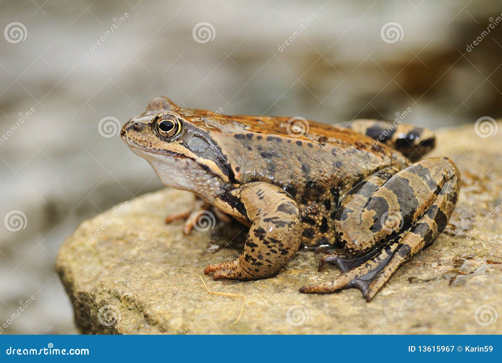 Jumping frog stock image. Image of rest, rana, time, frogs - 13615967