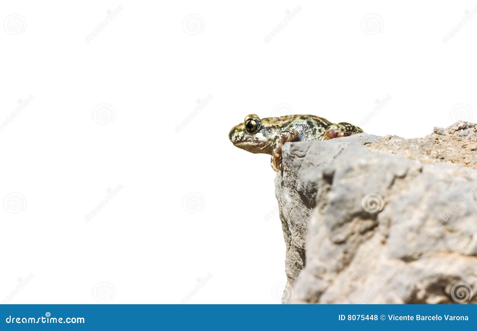 Jumping frog stock photo. Image of toad, isolated, animal - 8075448