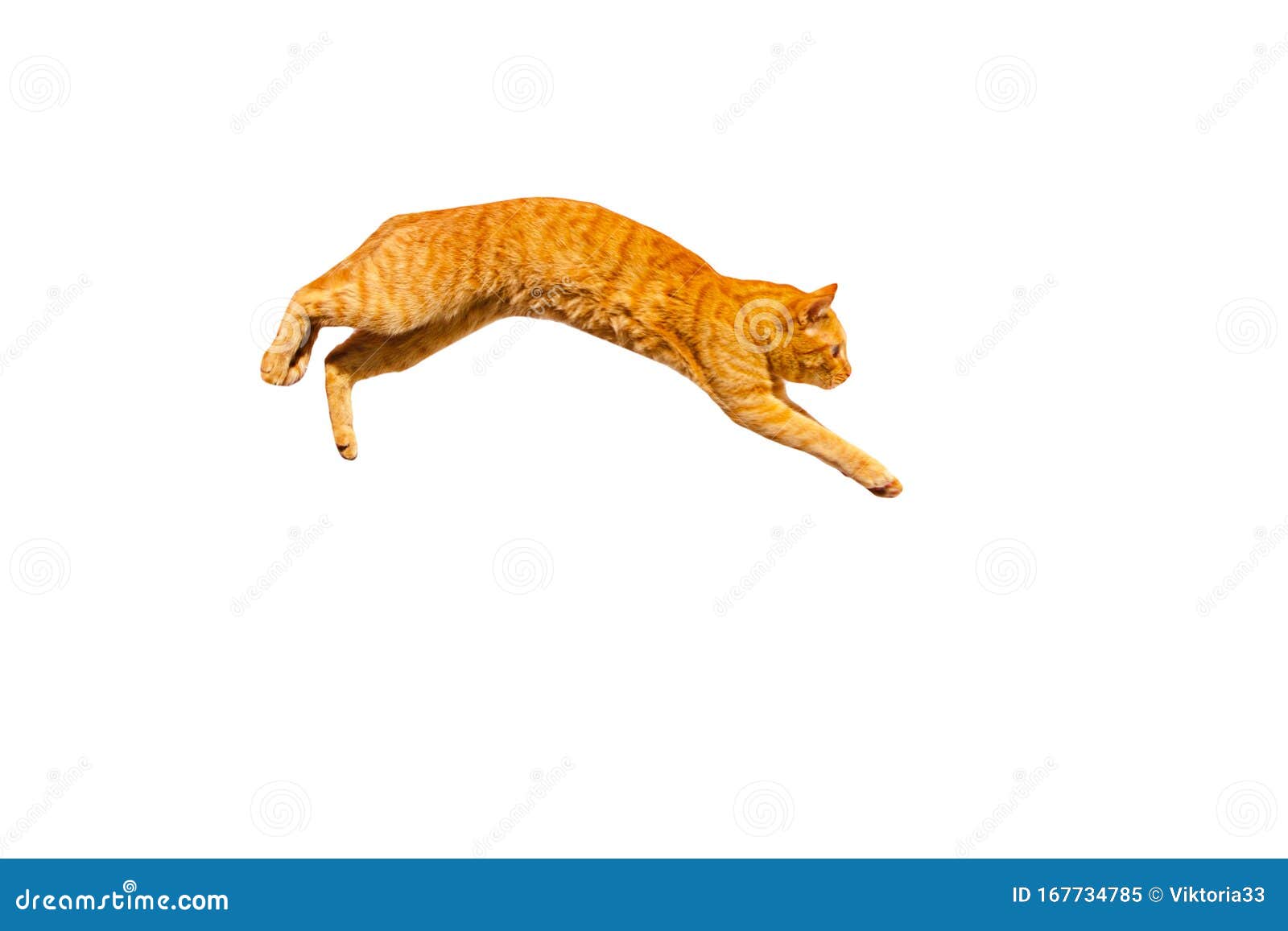 Jumping Ginger Cat Geïsoleerd Op Een Witte Achtergrond Stock Afbeelding ...