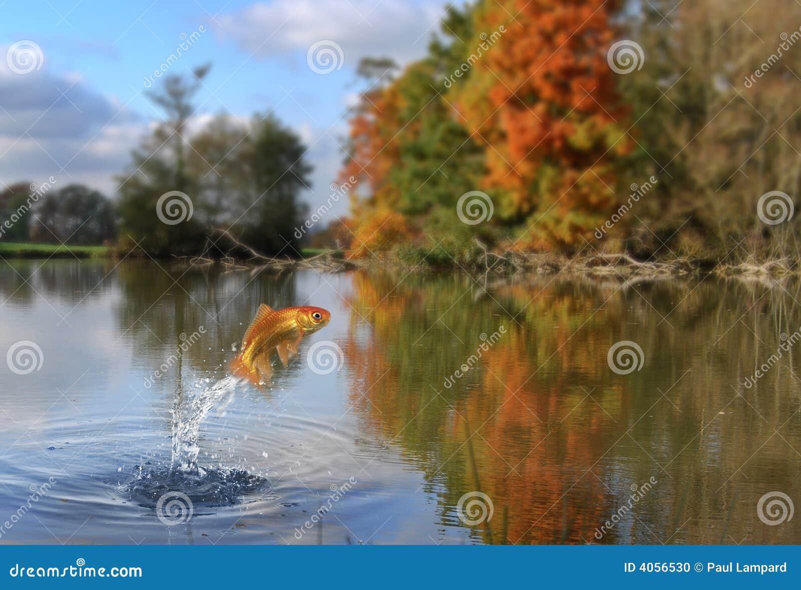 Jumping gold fish stock photo. Image of abstract, perpetual - 4056530