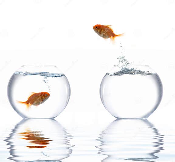 Jumping golden fish I stock photo. Image of motion, isolated - 5286766