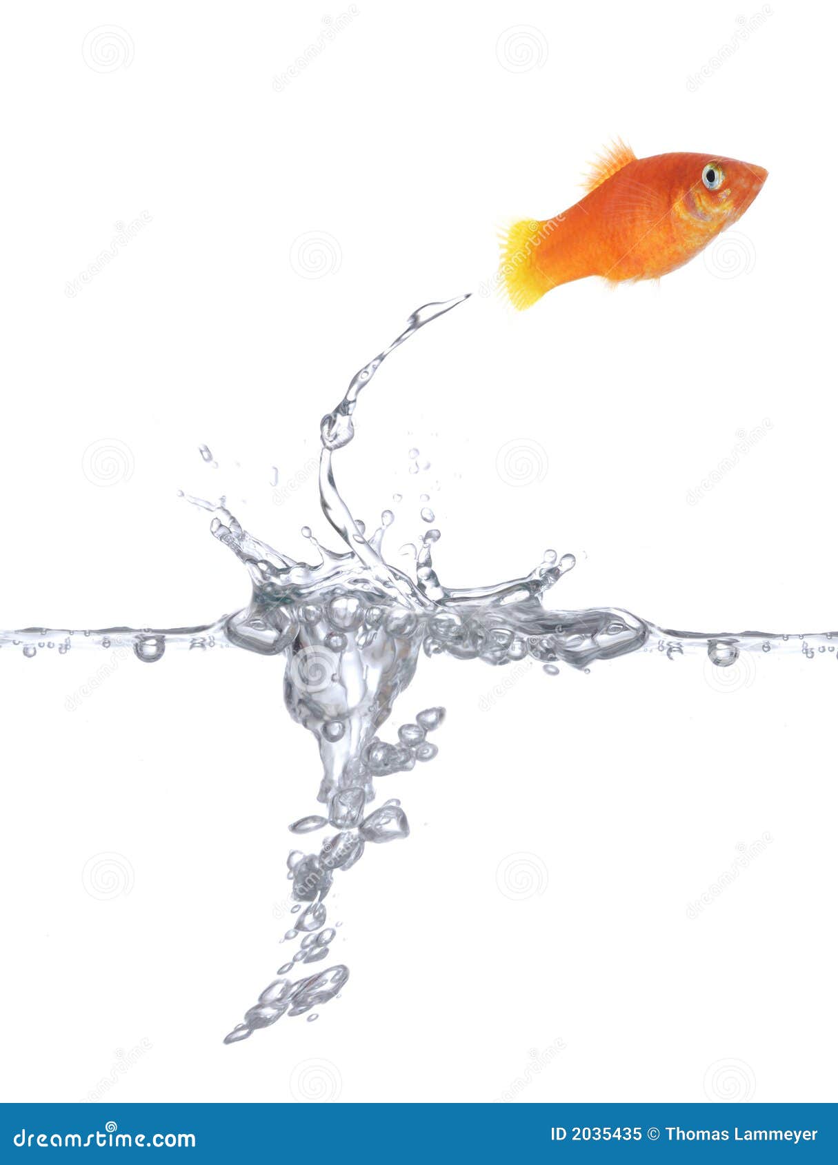 Jumping goldfish stock image. Image of goldfish, color - 2035435