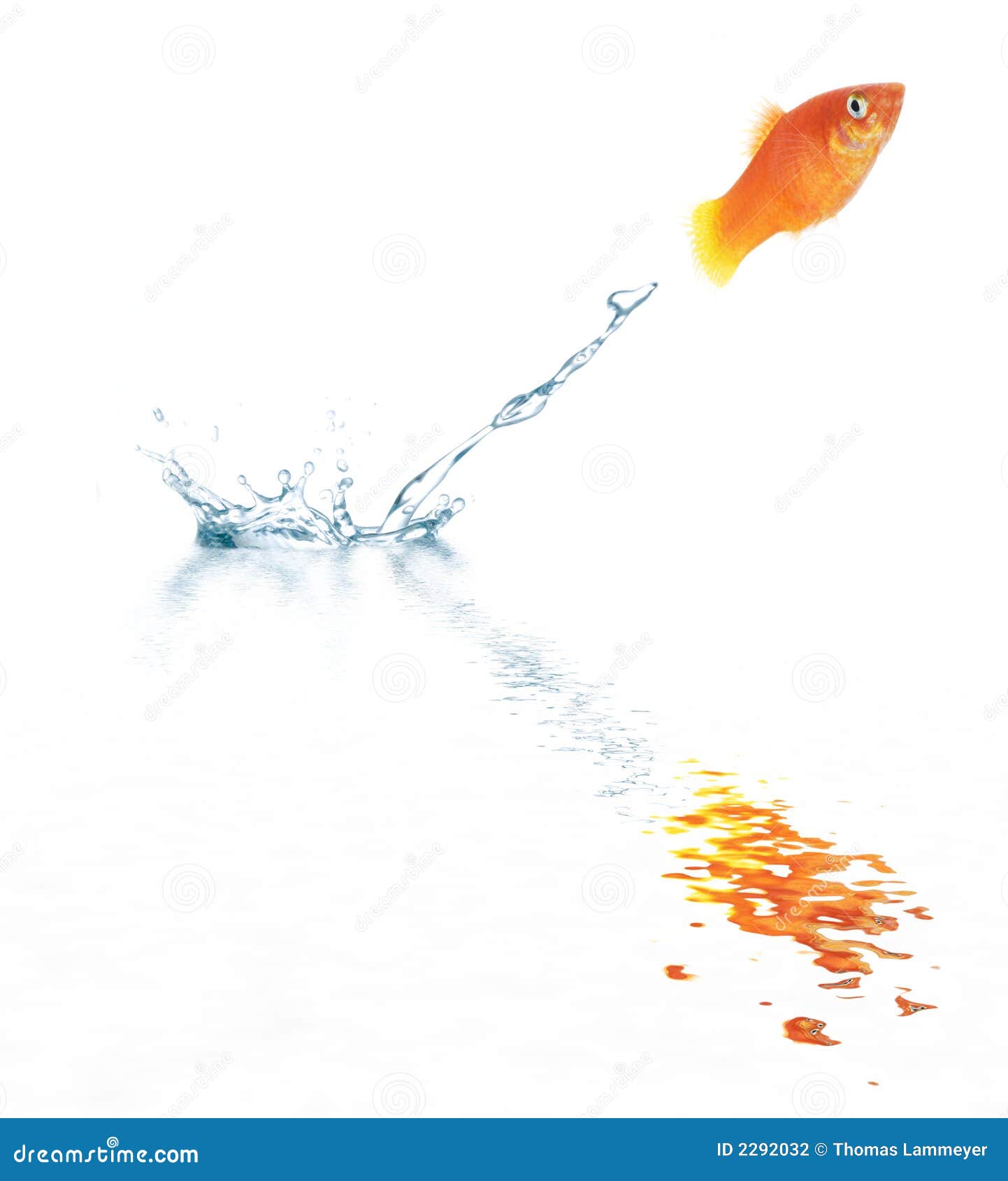 Jumping goldfish stock photo. Image of bubble, flying - 2292032