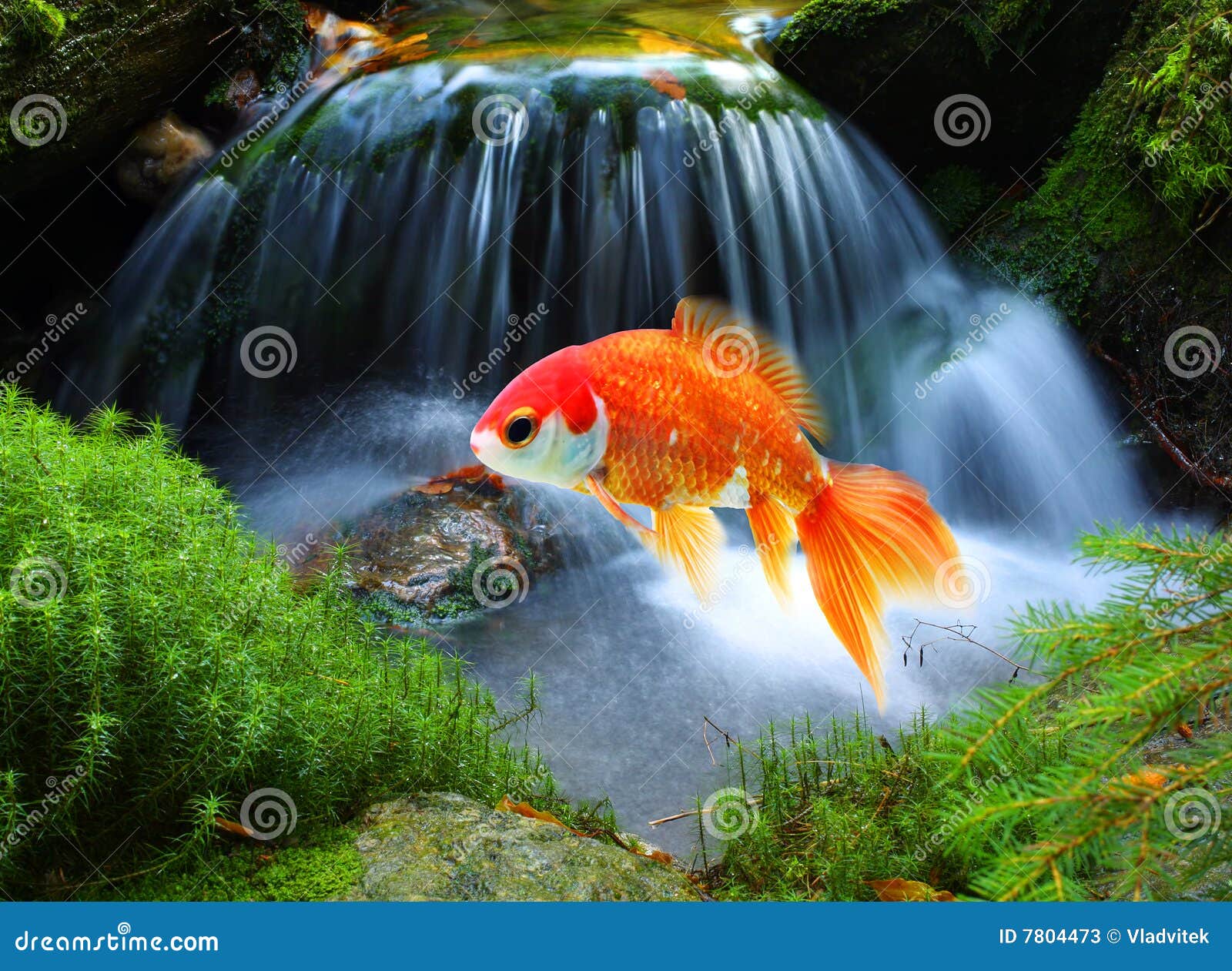Jumping goldfish stock image. Image of jump, forest, gold - 7804473