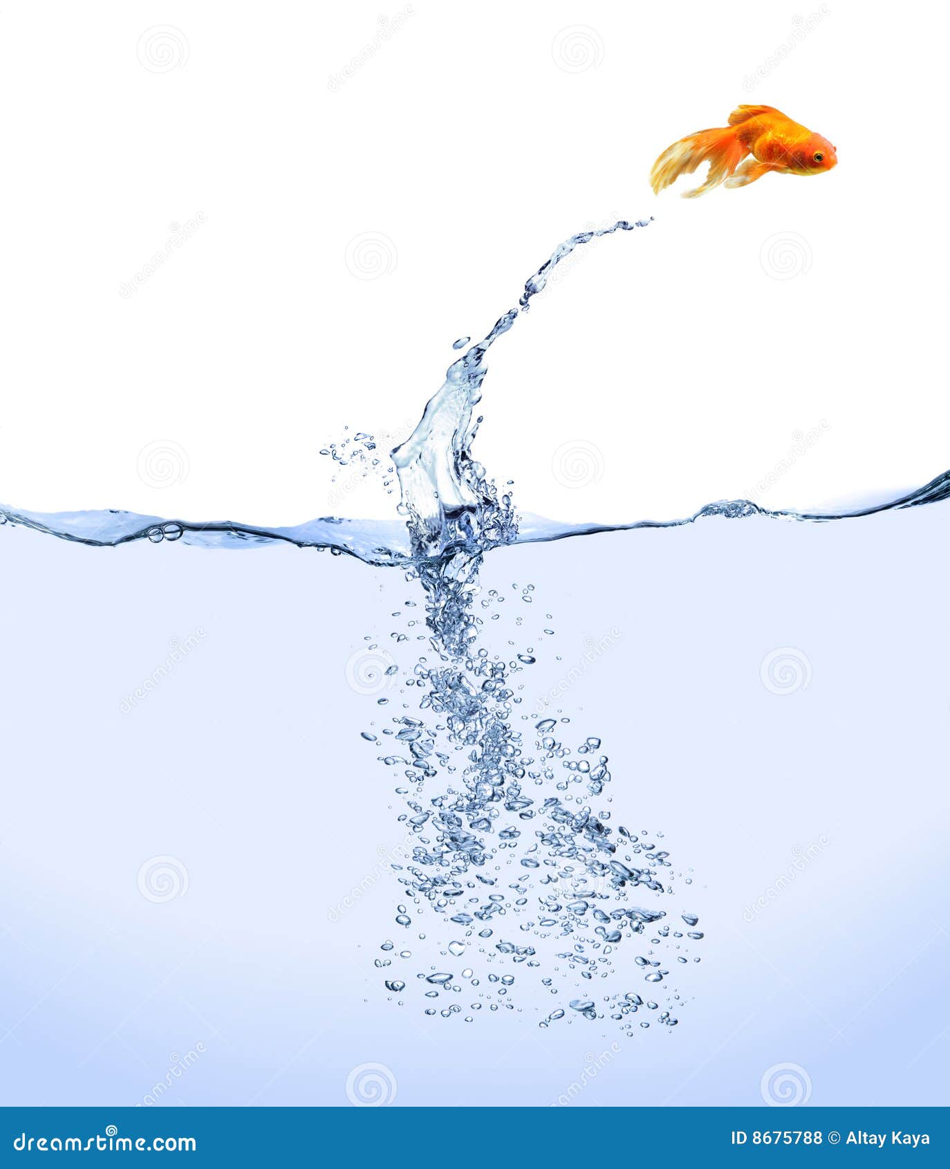 Jumping Goldfish stock photo. Image of gold, spray, liquid - 8675788