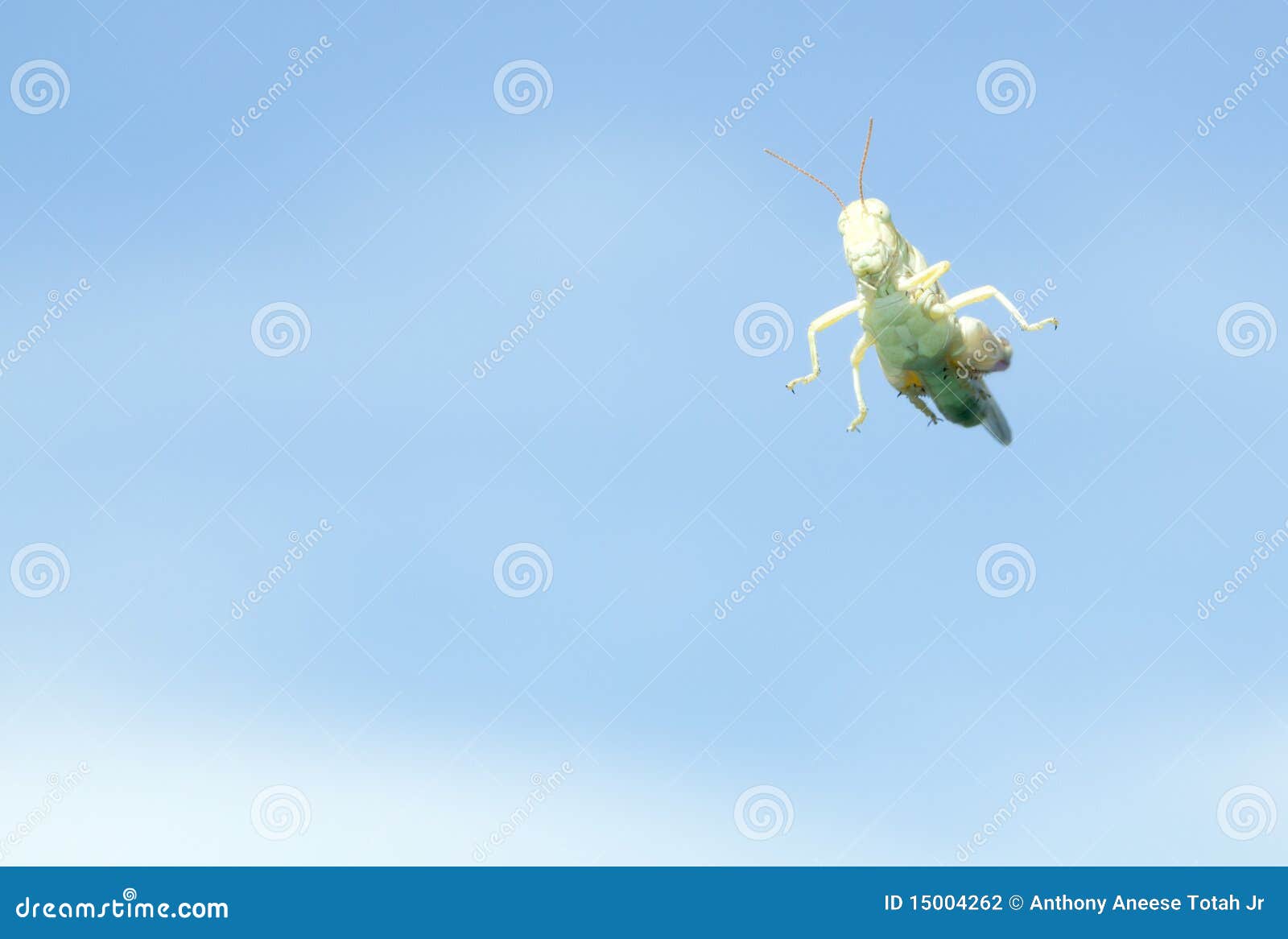 Jumping Grasshopper stock photo. Image of wildlife, animal - 15004262