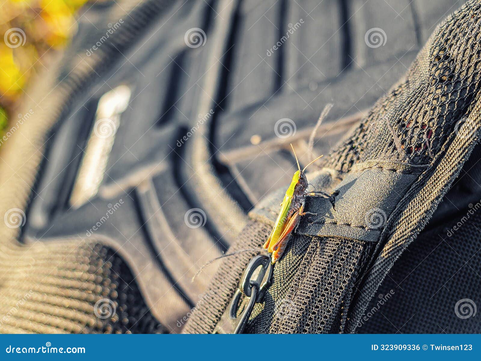 Jumping Grasshopper Insect Sits on Backpack in Nature Stock Photo ...