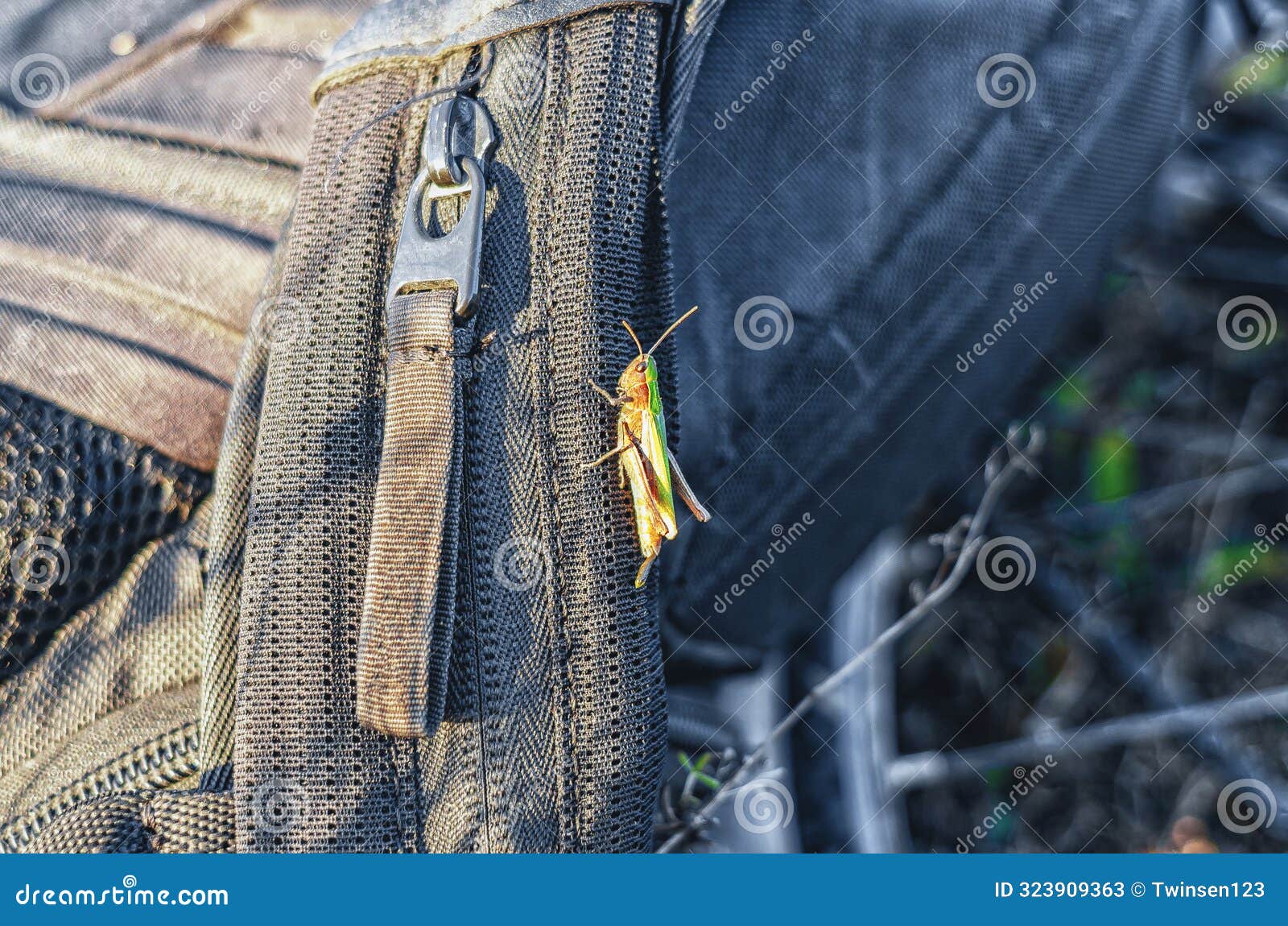 Jumping Grasshopper Insect Sits on Backpack in Nature Stock Image ...
