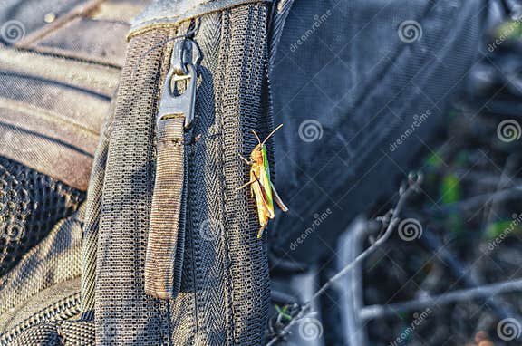Jumping Grasshopper Insect Sits on Backpack in Nature Stock Image ...