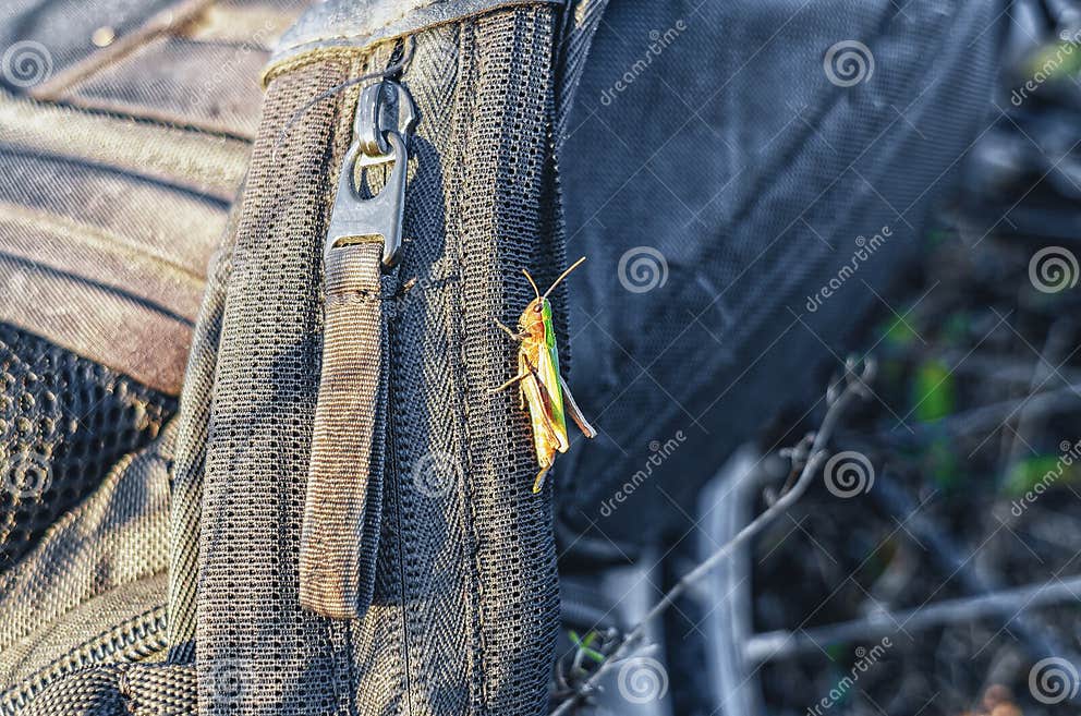 Jumping Grasshopper Insect Sits on Backpack in Nature Stock Image ...