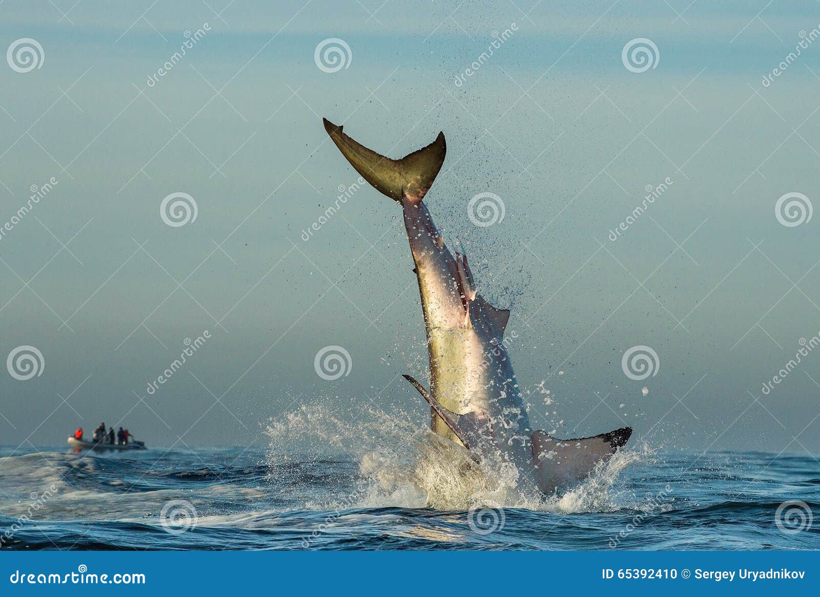Great White Shark Speed Stock Photos - Free & Royalty-Free Stock Photos ...