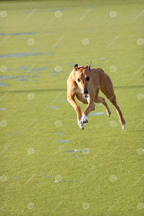 Jumping Greyhound stock image. Image of grass, field - 13318929
